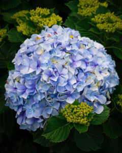 The Best 7 Days on Sao Miguel, Azores - Everyday Tourists