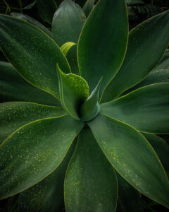 The Best 7 Days on Sao Miguel, Azores - Everyday Tourists